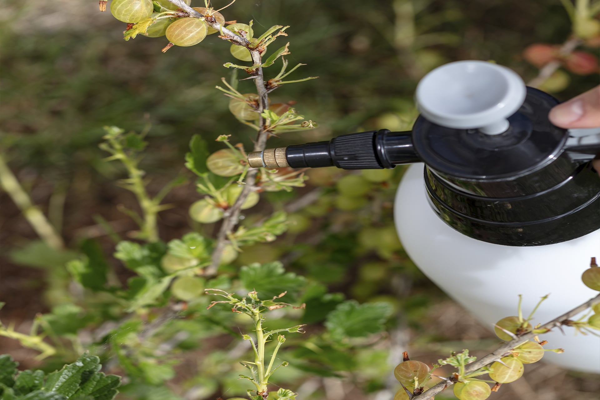 Fungicida casero - Sistemas Hortícolas Almería