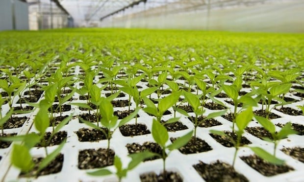 Semilleros caseros: Cómo cultivar tus propias plantas desde cero - Sistemas Hortícolas Almería